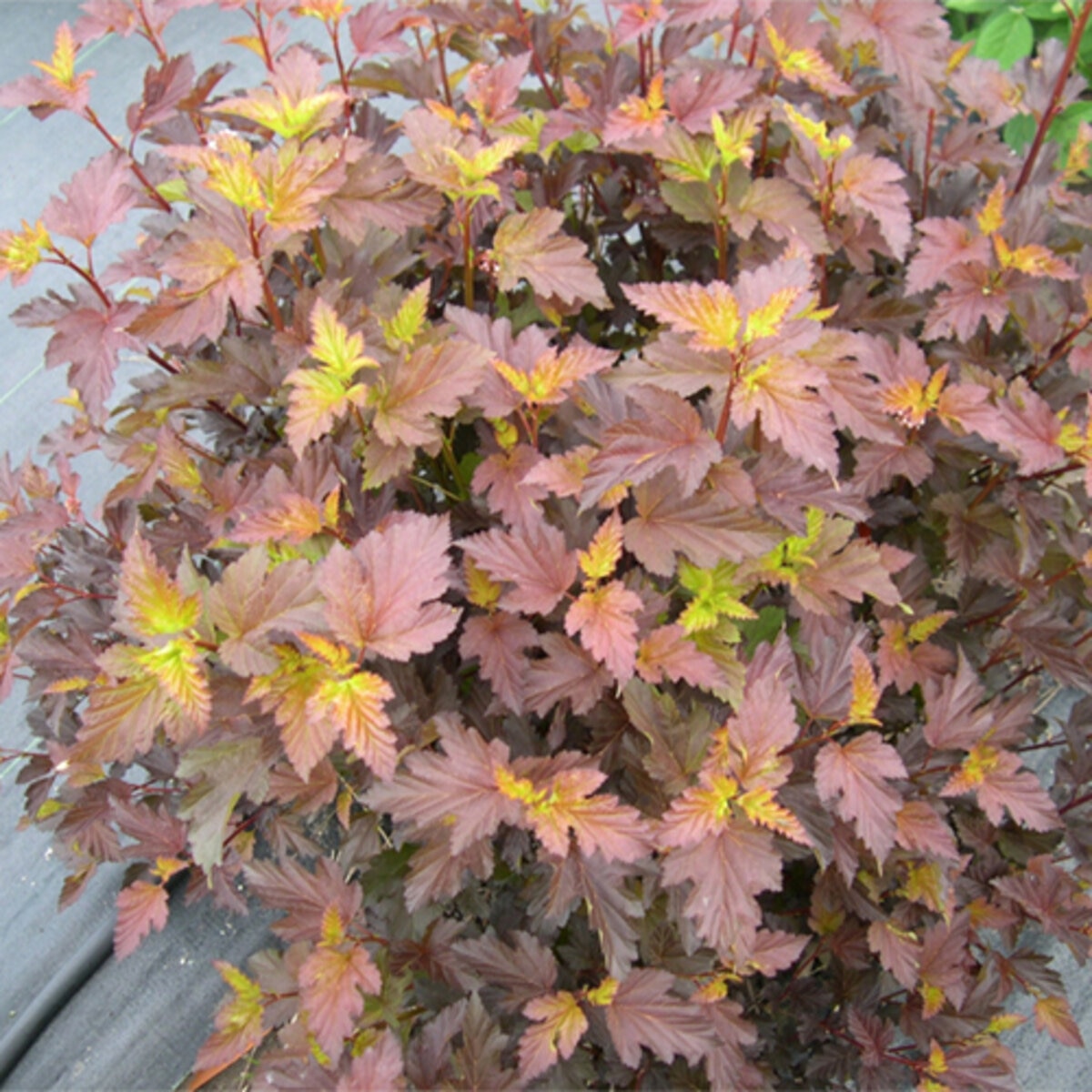 Physocarpus Opulifolius Center Glow Ninebark | SiteOne US