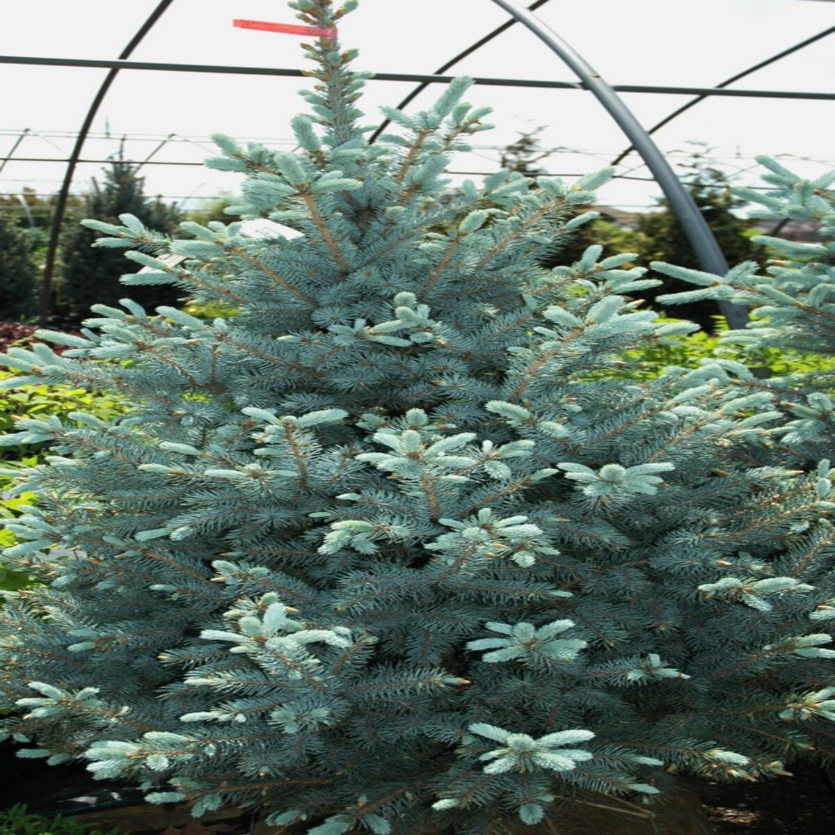 Picea pungens Baby Blue Eyes Blue Spruce | SiteOne US