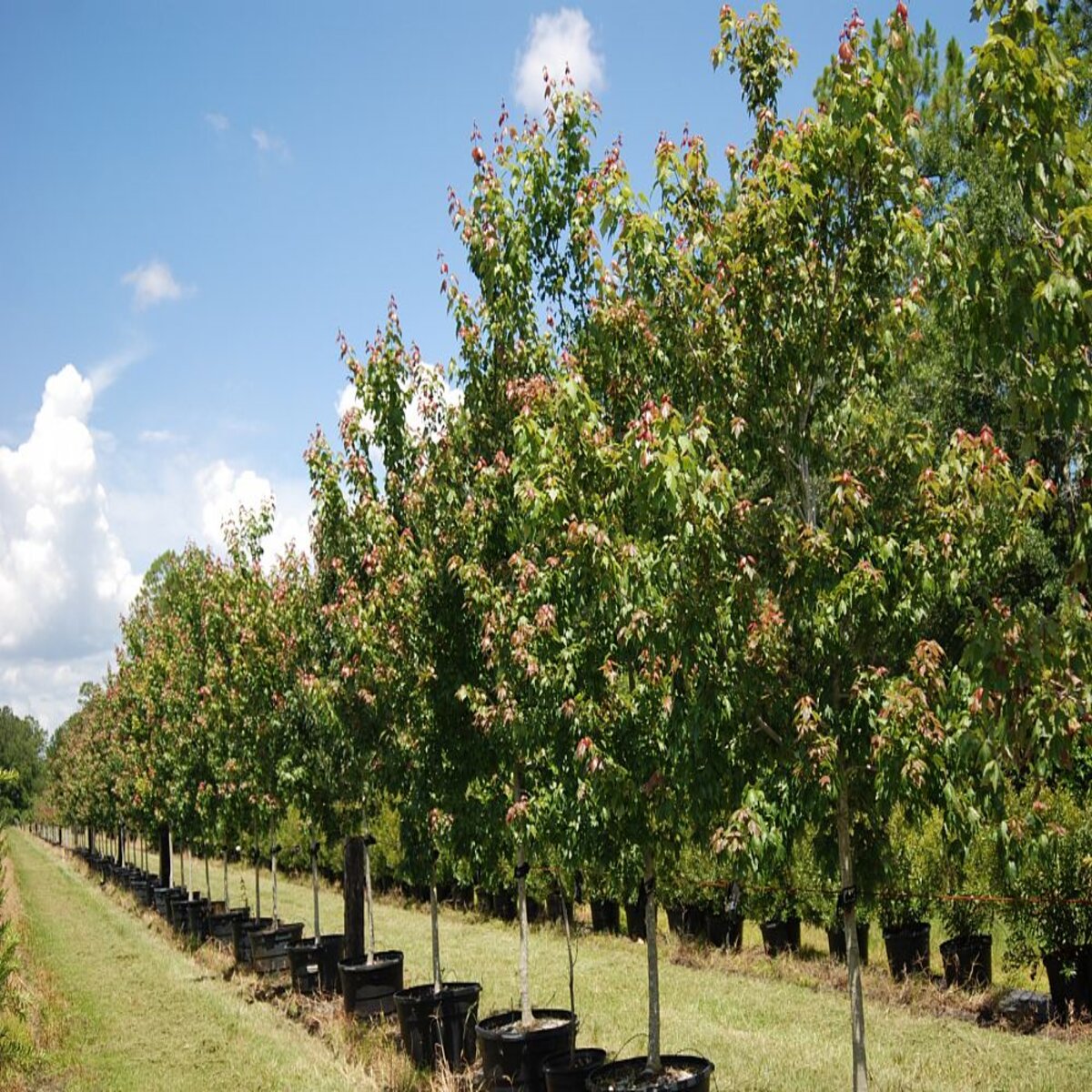 Acer rubrum Florida Flame Red Maple | SiteOne US