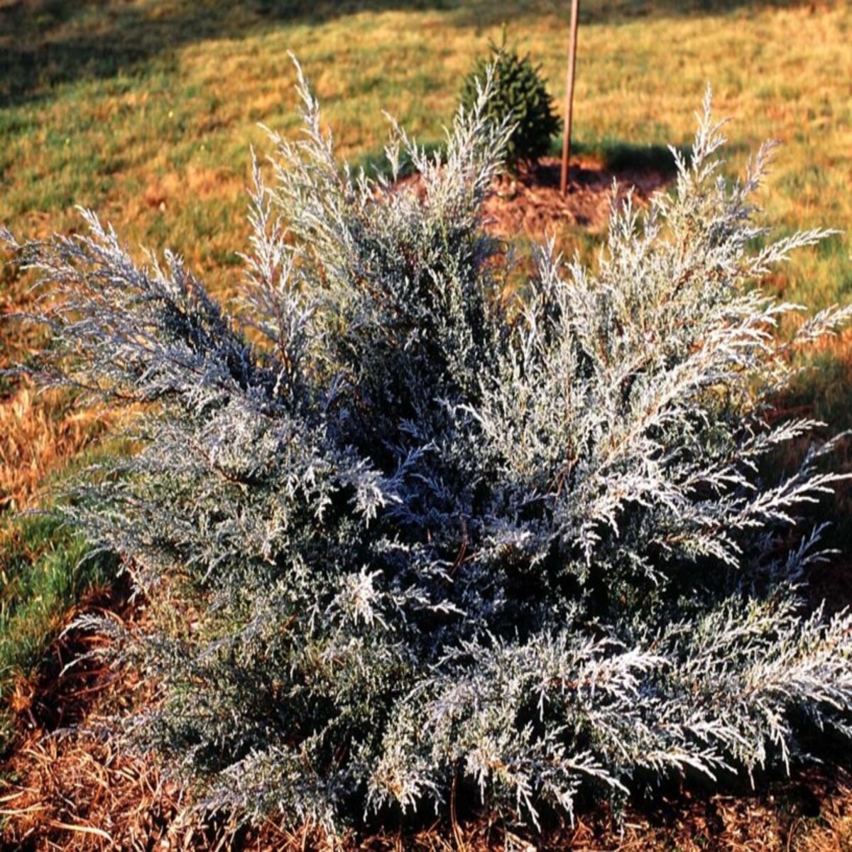 Juniperus Chinensis Angelica Blue Chinese Juniper | SiteOne US