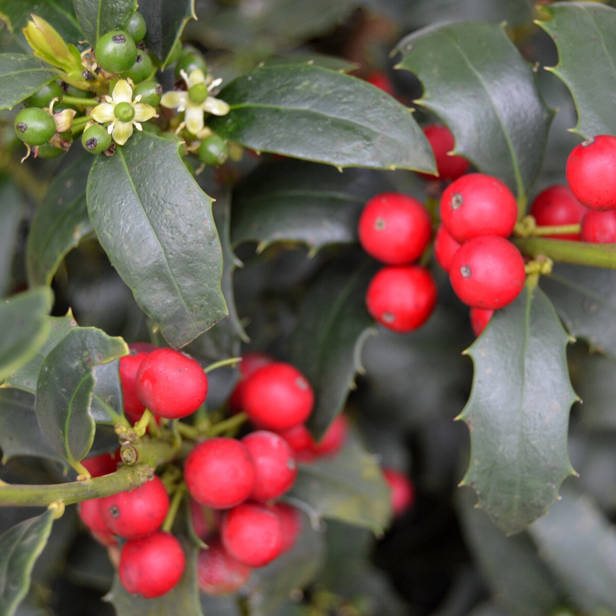 Ilex X Christmas Jewel Holly | SiteOne US