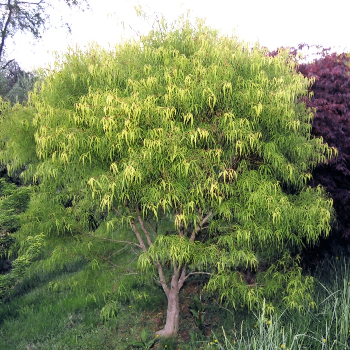 Acer Palmatum Koto No Ito Japanese Maple | SiteOne US