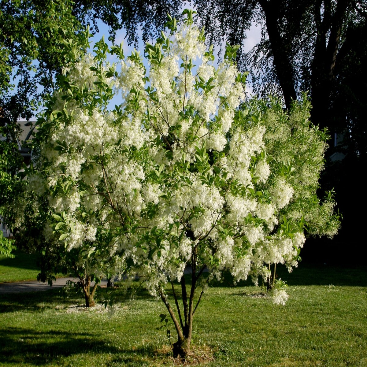 Chionanthus Virginicus American Fringe Tree | SiteOne