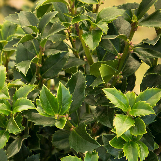 Ilex X Meserveae Castle Spire Blue Holly | SiteOne
