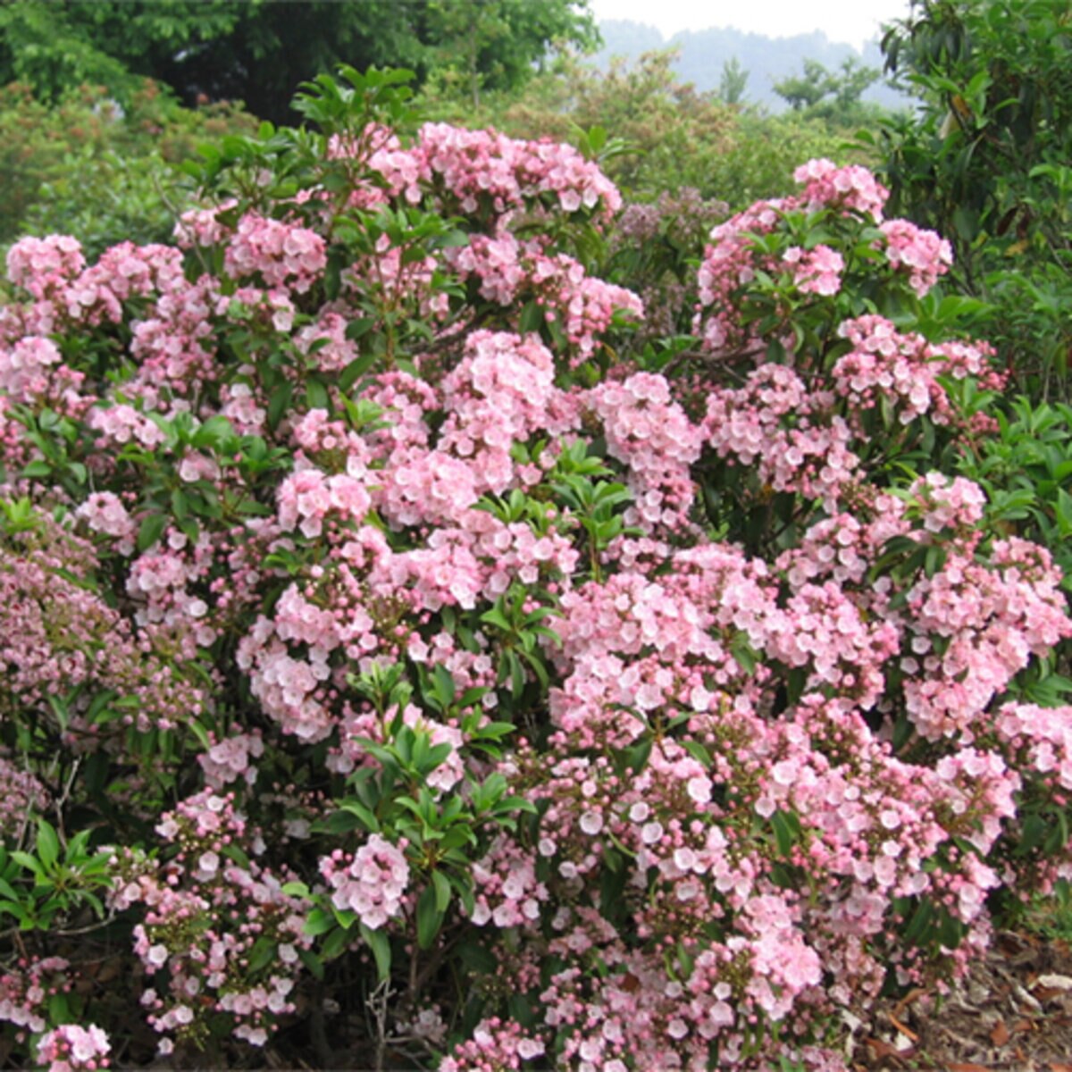 Kalmia Latifolia Carol Mountain Laurel | SiteOne US