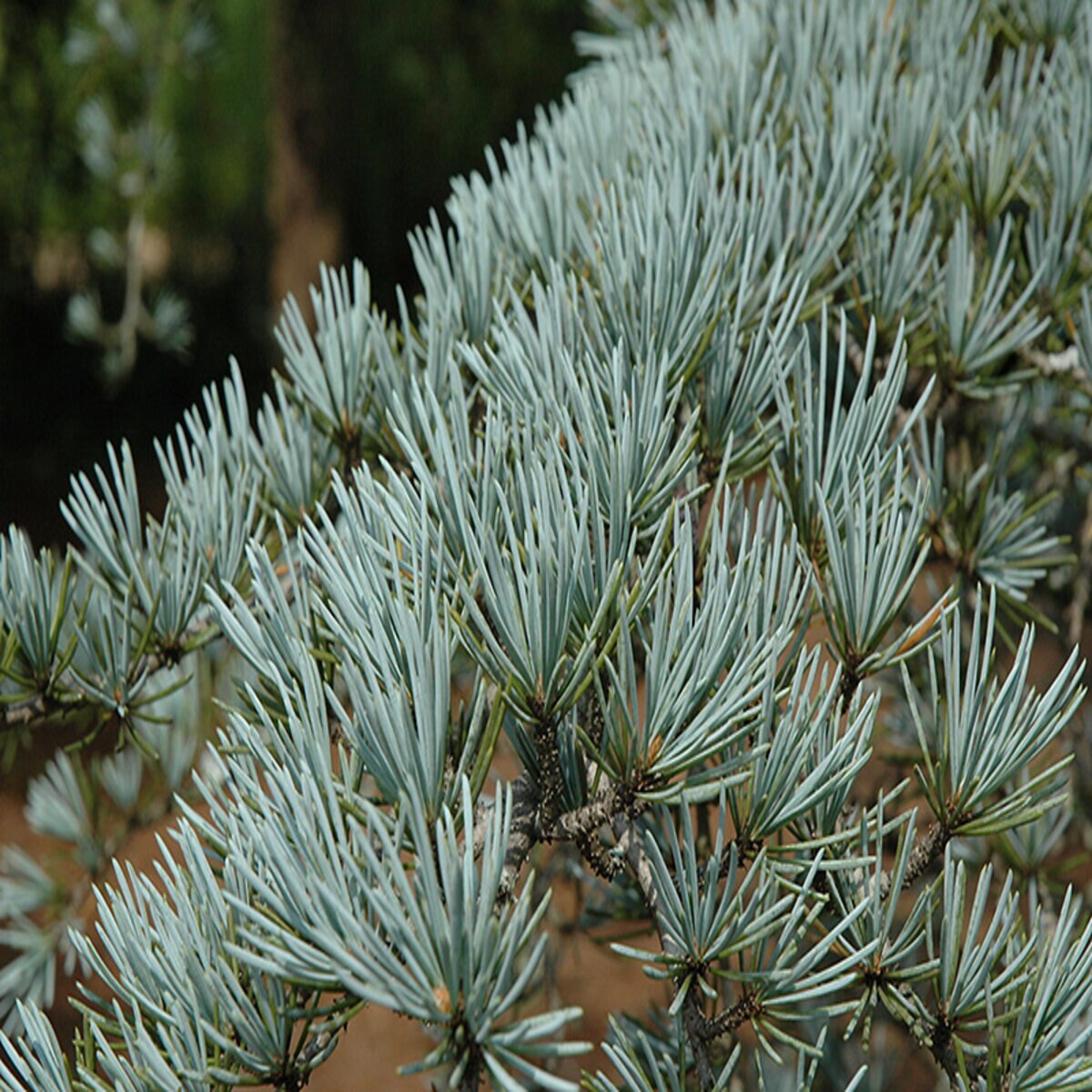Cedrus Deodara Sander's Blue Deodar Cedar | SiteOne US
