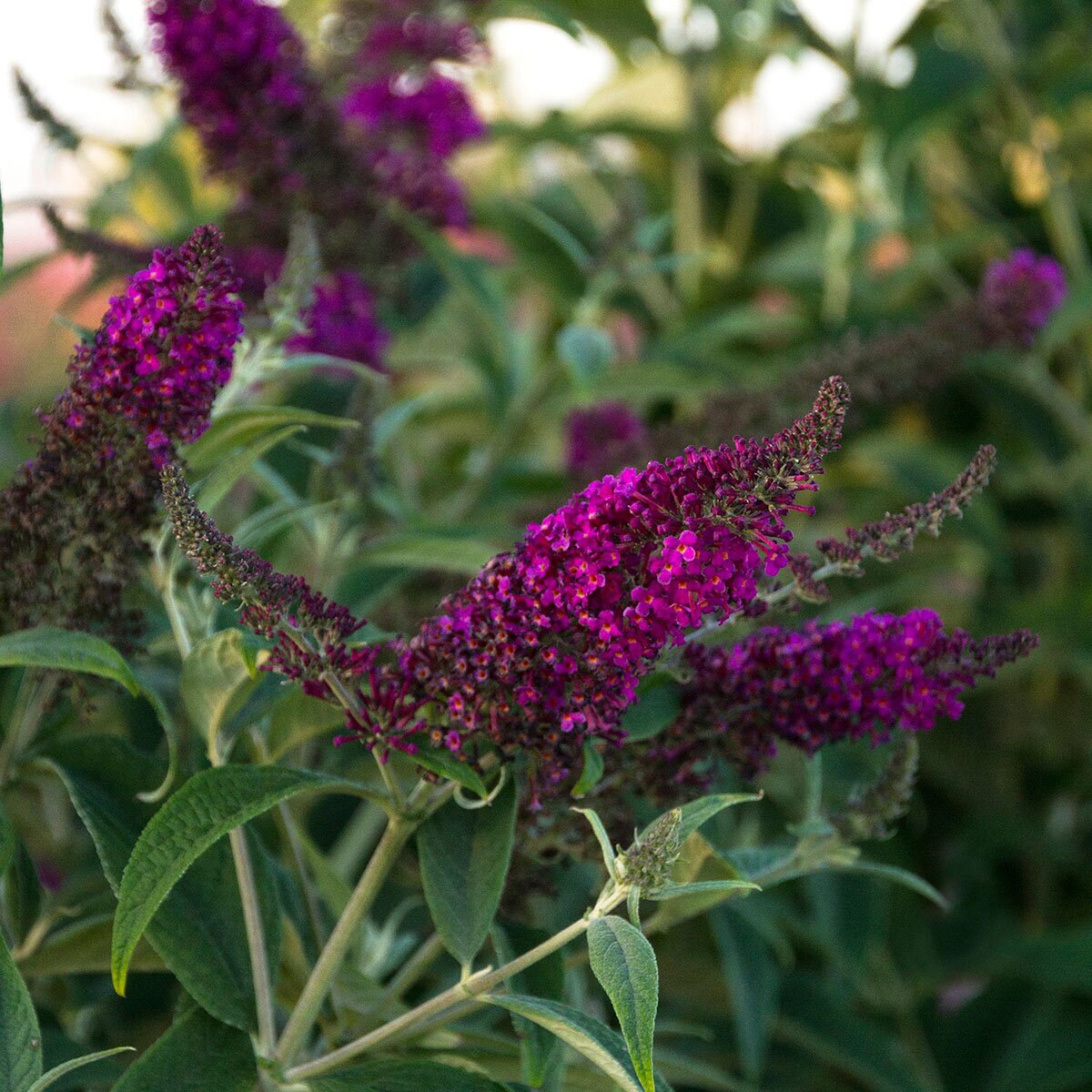 Buddleia X Color Choice Miss Ruby Seedless Butterfly Bush | SiteOne US