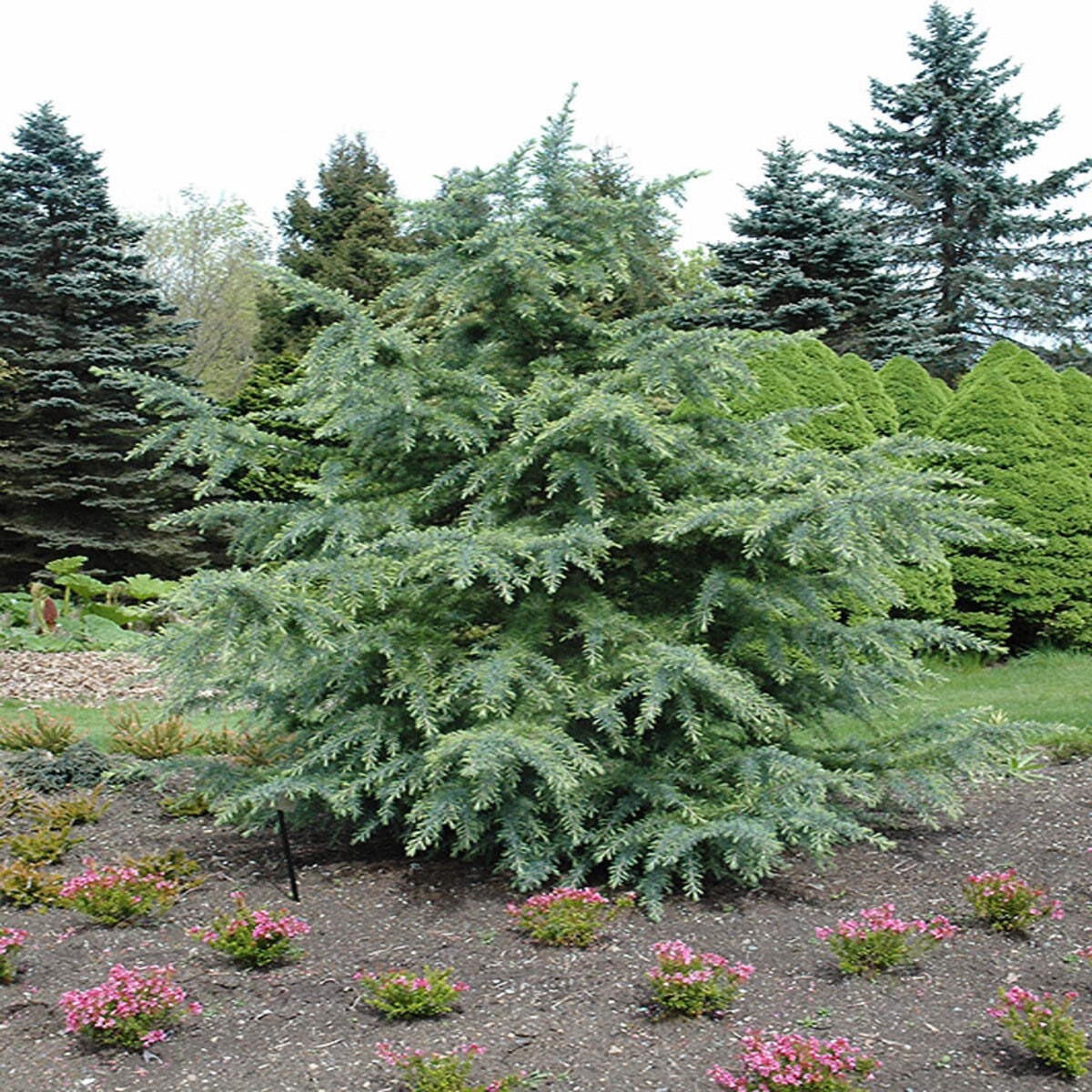 Cedrus Deodara Electra Blue Deodar Cedar | SiteOne US