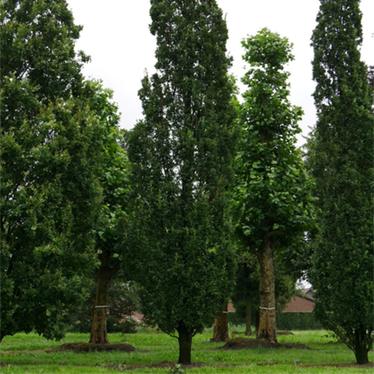 Quercus Robur Fastigiata English Oak | SiteOne US