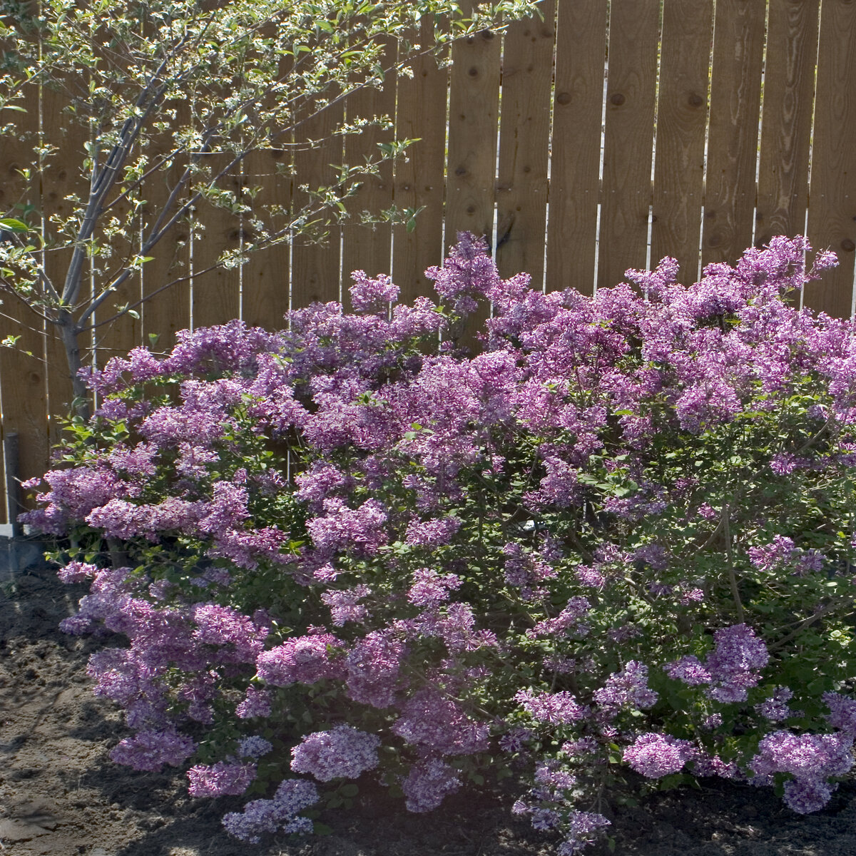 Syringa X Bloomerang Penda Purple Lilac | SiteOne