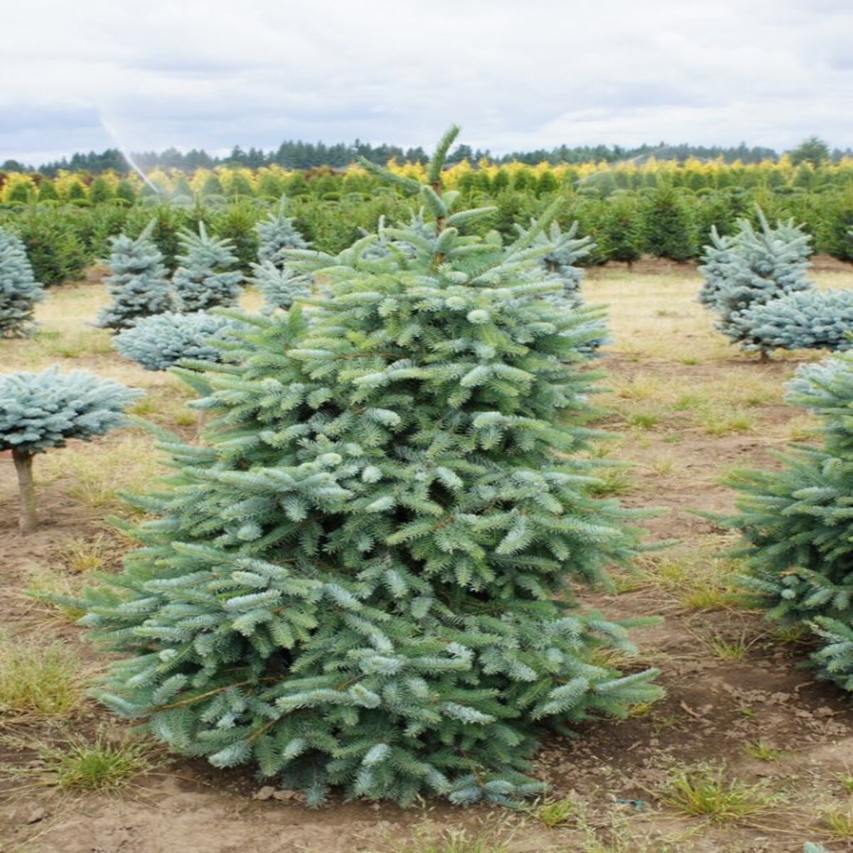 Picea Omorika Bruns Serbian Spruce | SiteOne US