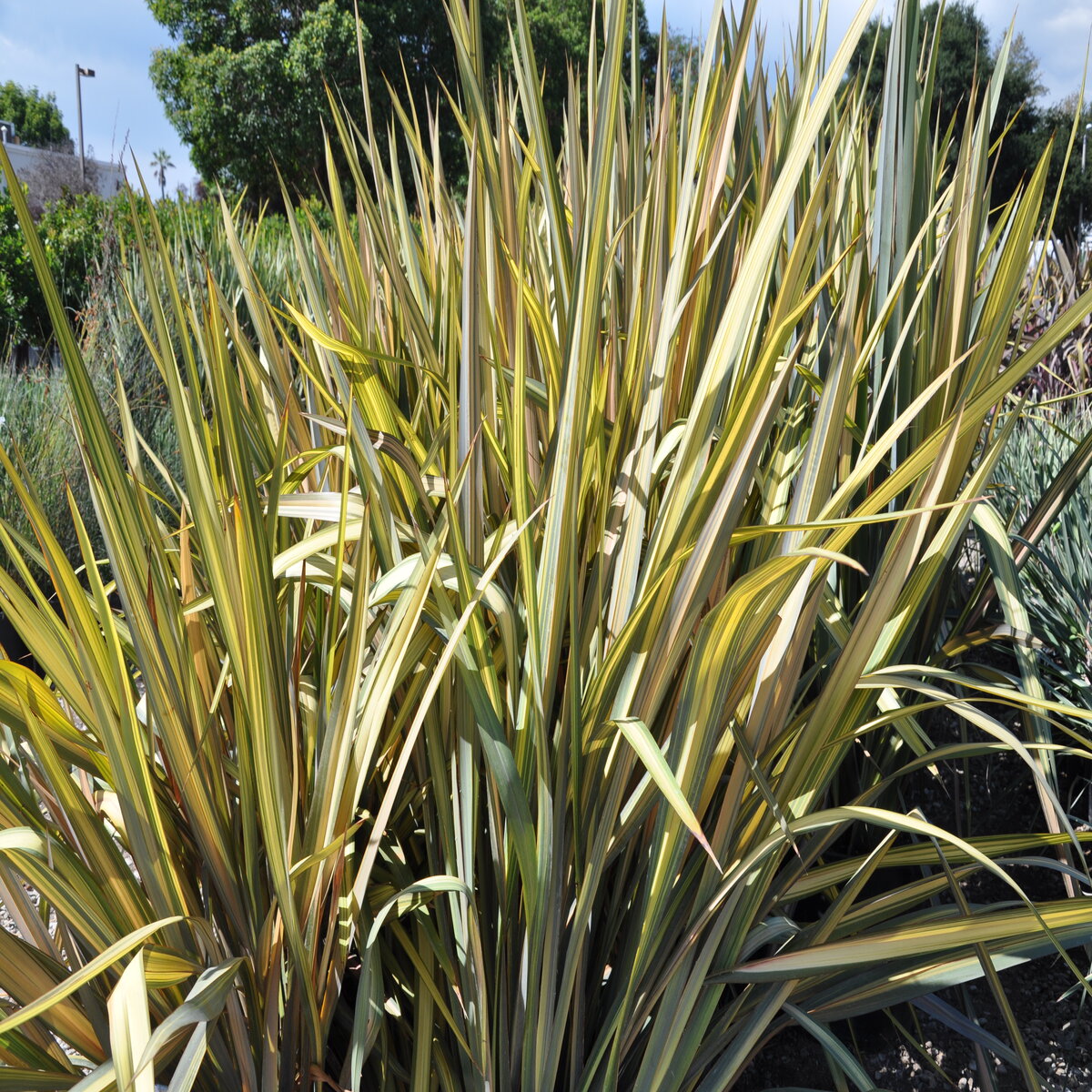 Phormium X Maori Sunset New Zealand Flax | SiteOne US