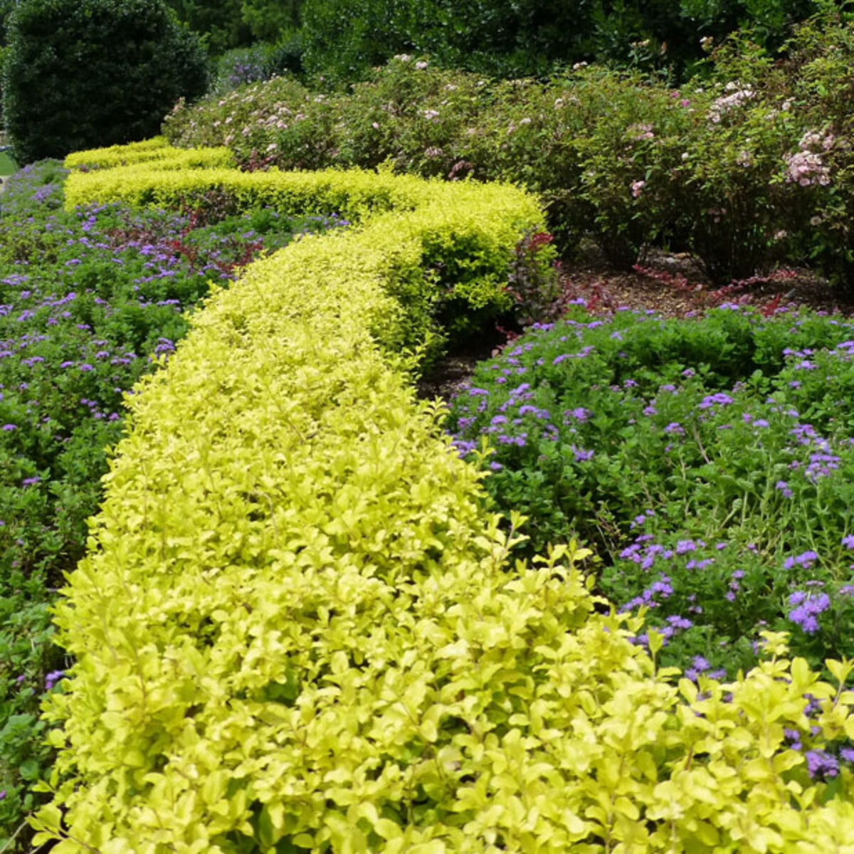 Ligustrum sinense Sunshine Chinese Privet | SiteOne US