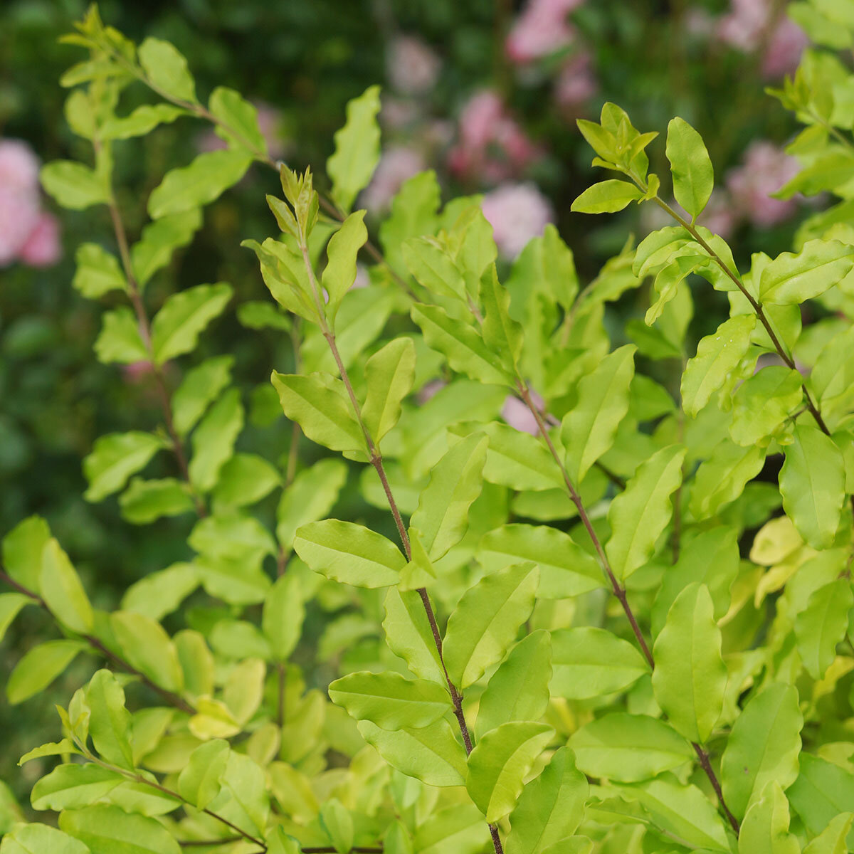 Ligustrum Sinense Sunshine Chinese Privet | SiteOne US