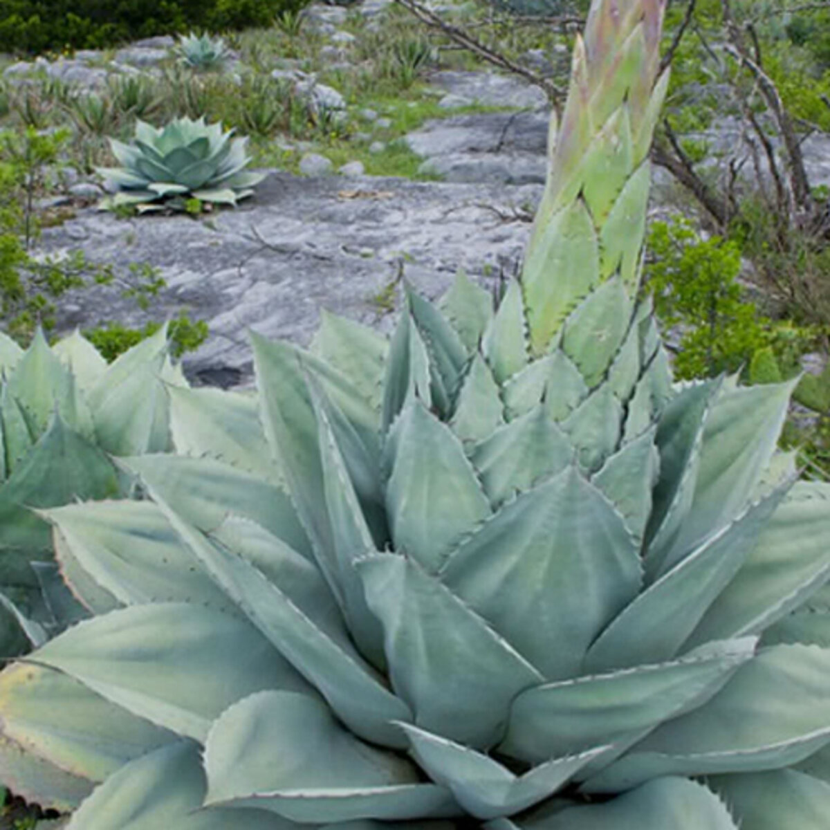 Agave ovatifolia Whale's Tongue Agave | SiteOne US
