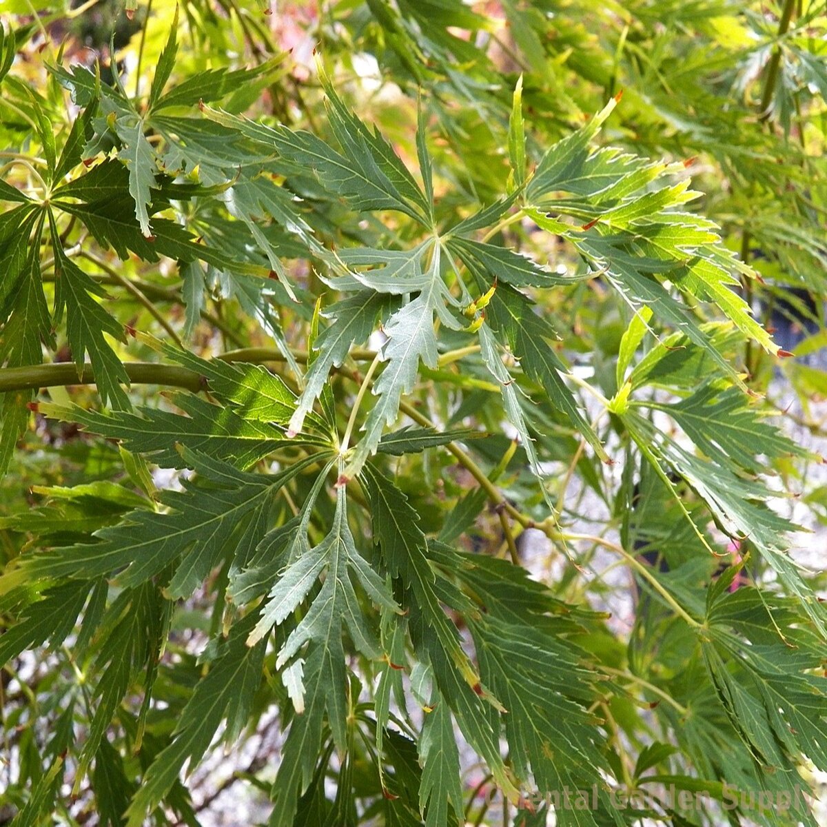 Acer Palmatum var. Dissectum Contorta Cutleaf Japanese Maple | SiteOne US