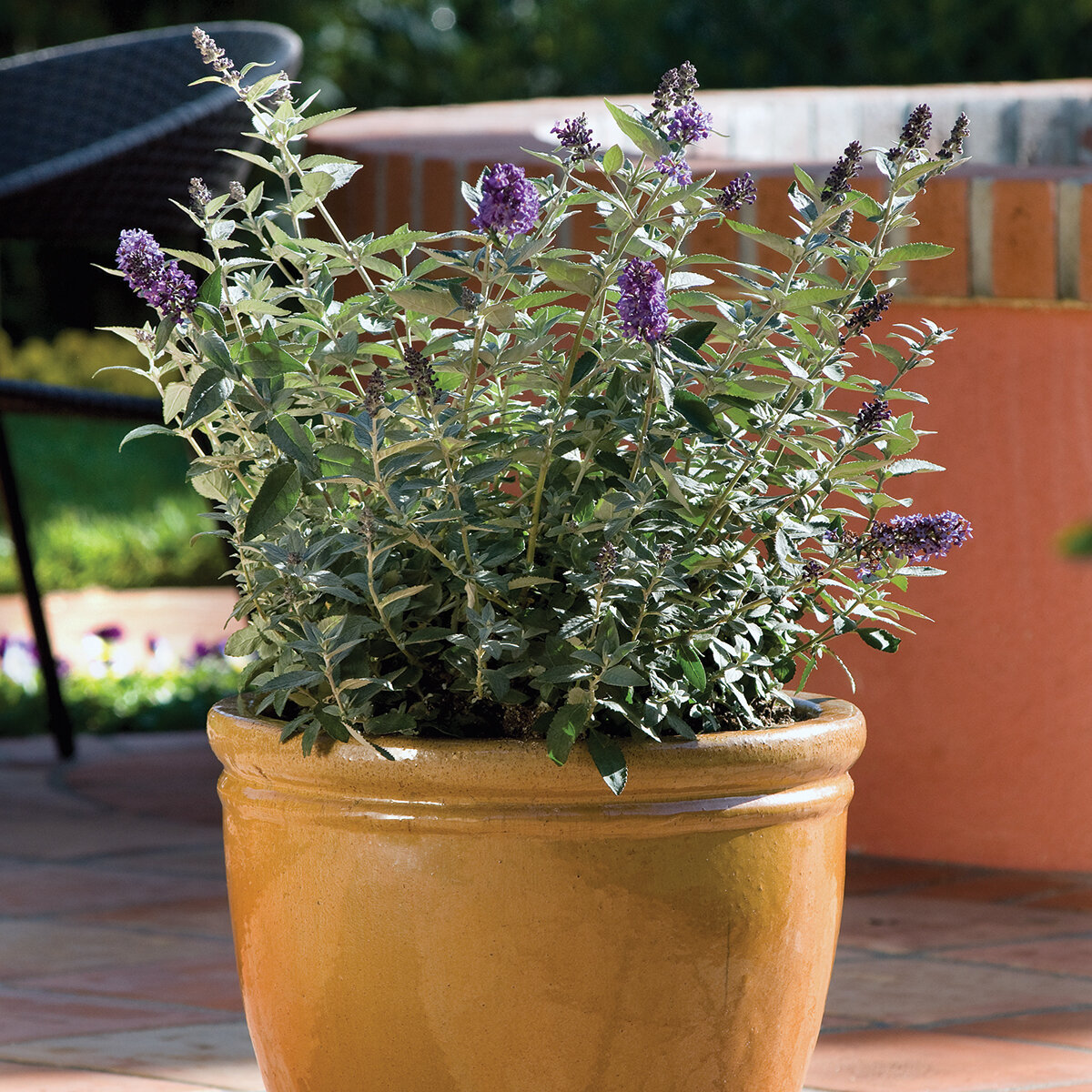 Buddleia X Flutterby Petite Blue Heaven Butterfly Bush | SiteOne US