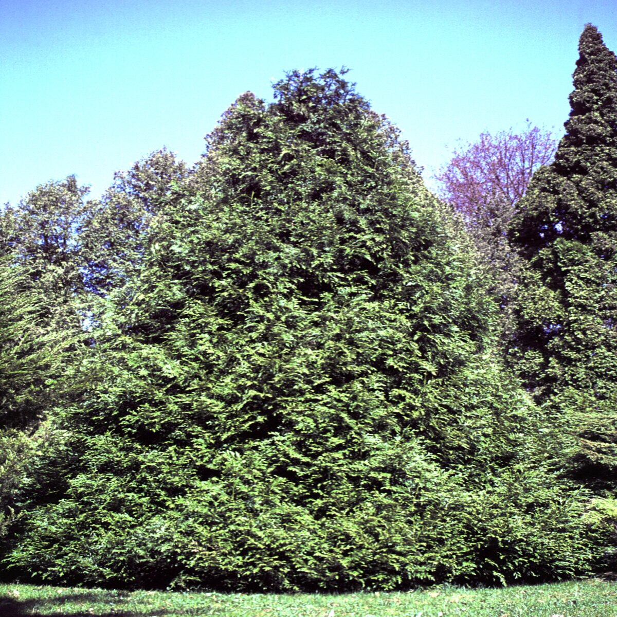 Thuja Dolabrata Hiba Arborvitae | SiteOne US