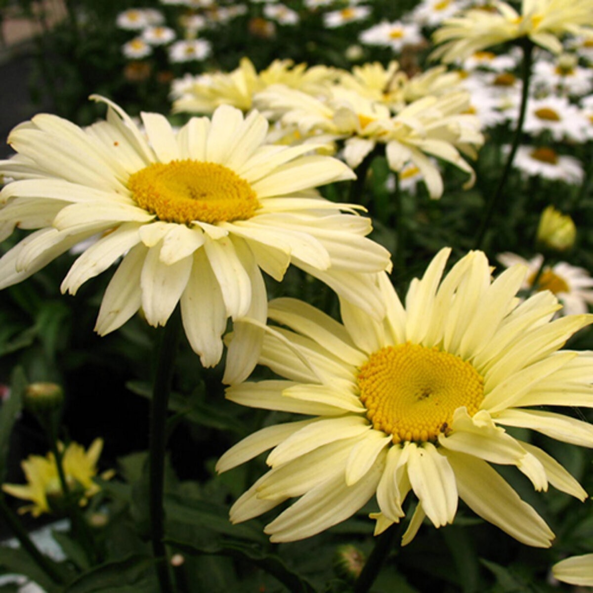 Leucanthemum X Superbum Amazing Daisies Banana Cream Shasta Daisy ...