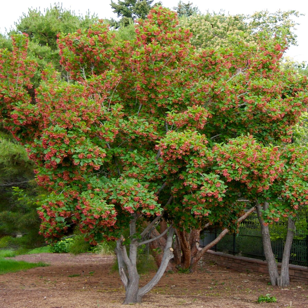 Acer tataricum Hot Wings Tatarian Maple | SiteOne US