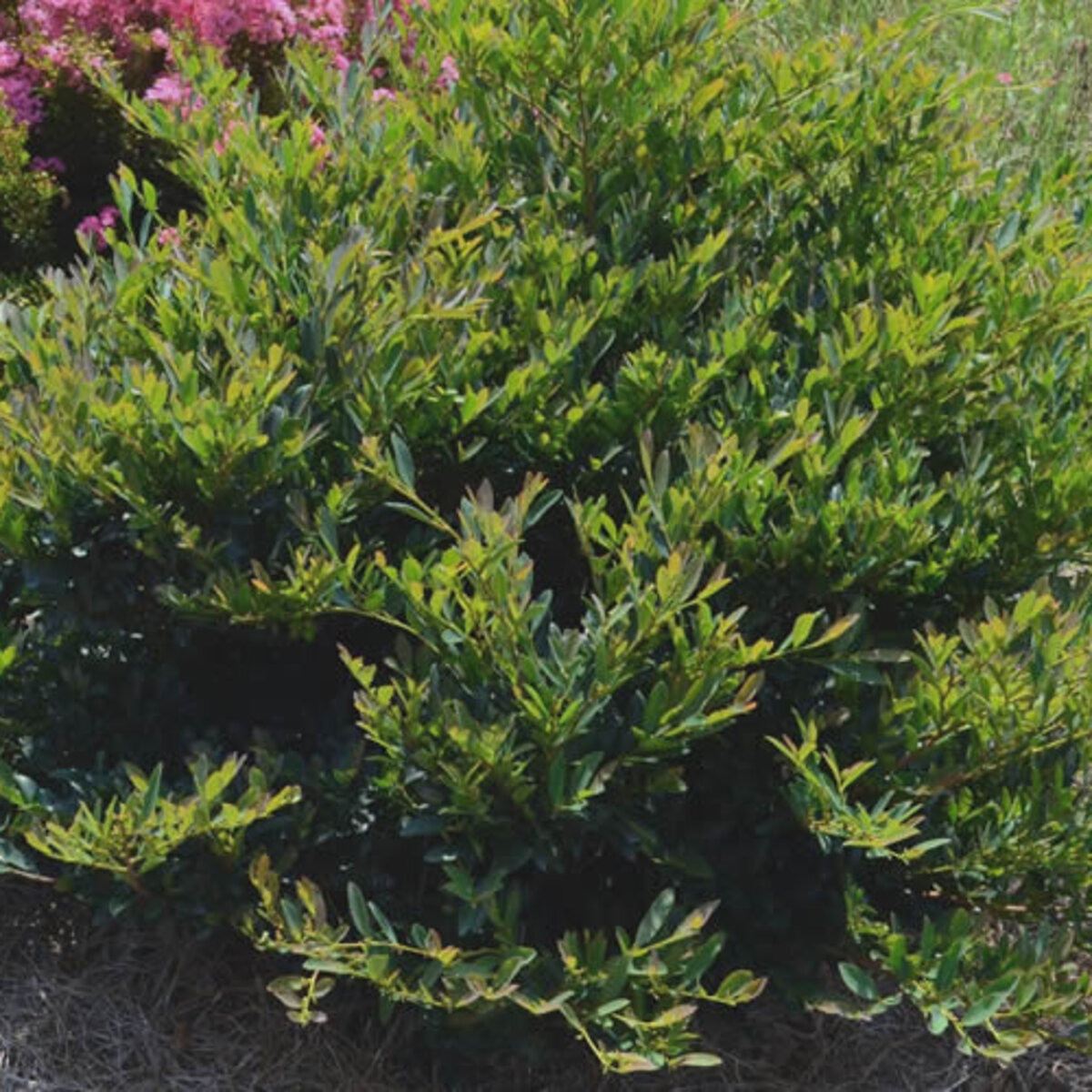 Distylium Blue Cascade Distylium | SiteOne US