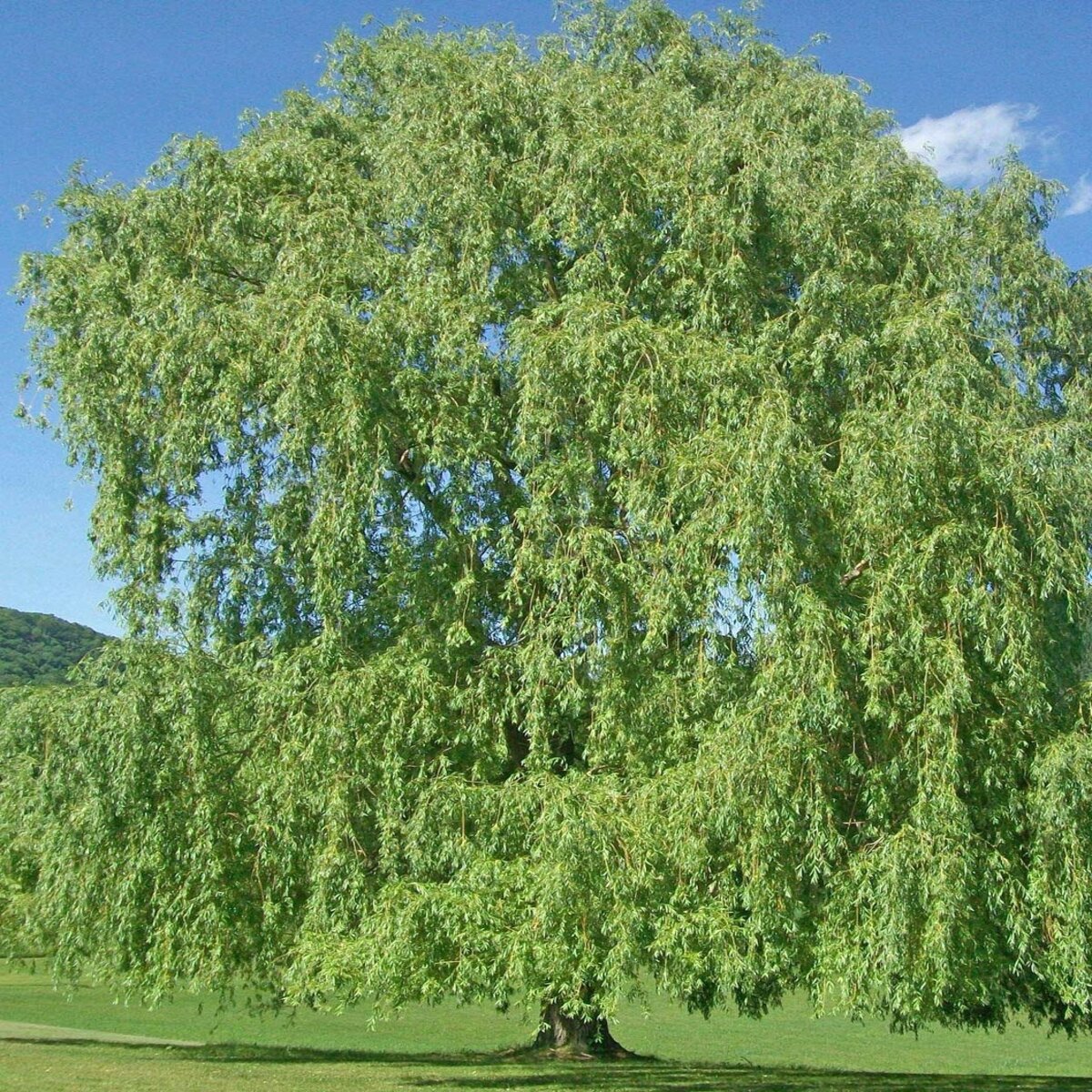 Salix Alba Niobe Golden Weeping Willow | SiteOne US