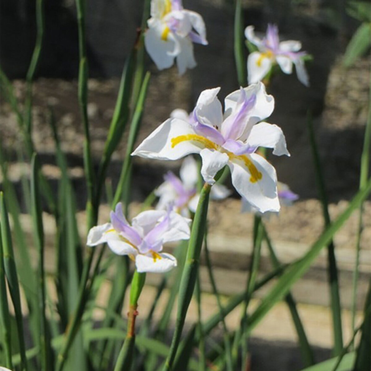 Dietes Vegeta Fortnight Lily | SiteOne