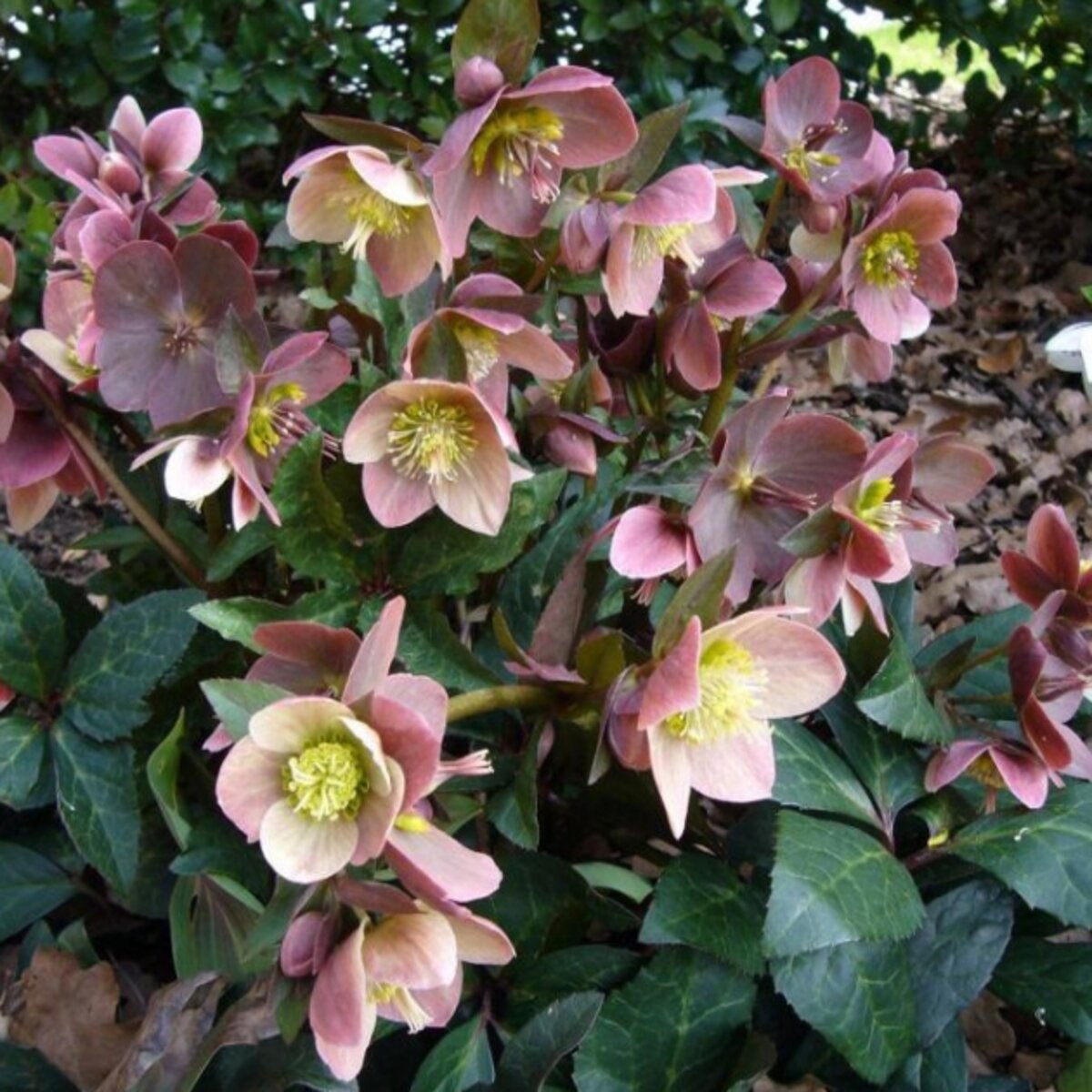 Helleborus X Ballardiae Gold Collection HGC Merlin Lenten Rose | SiteOne US
