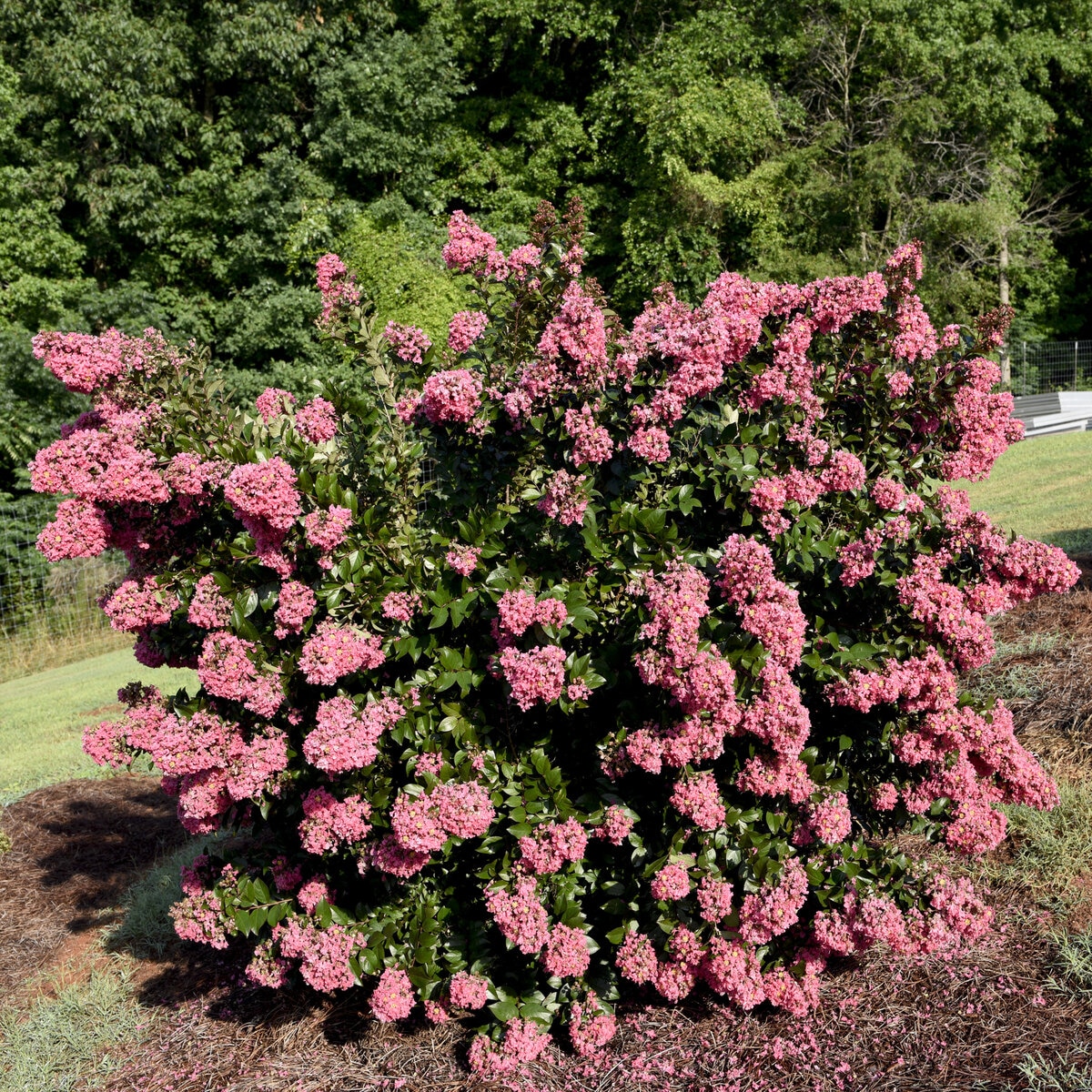 Lagerstroemia indica Magic Coral Magic Crape Myrtle | SiteOne US