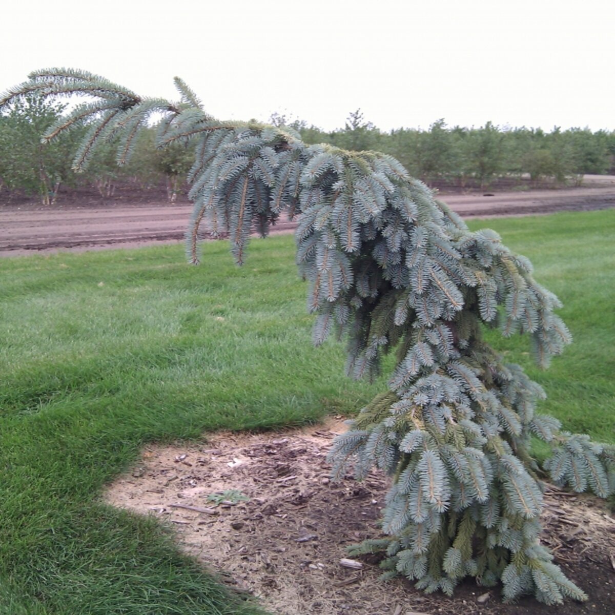 Slenderina Weeping Blue Spruce
