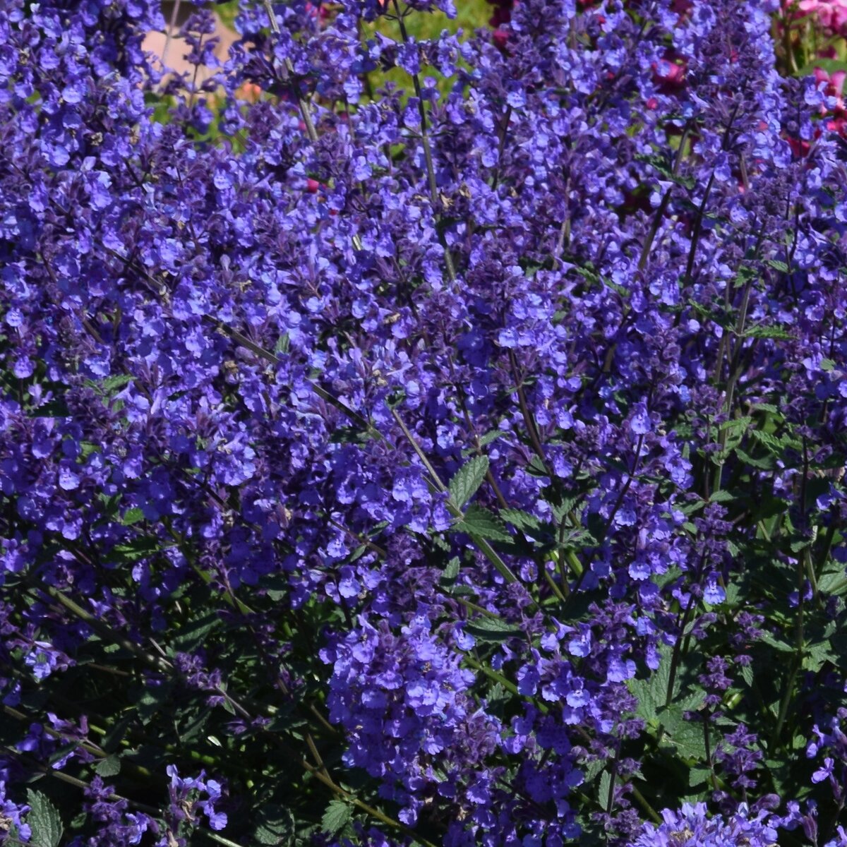 Nepeta X Faassenii Junior Walker Catmint | SiteOne US