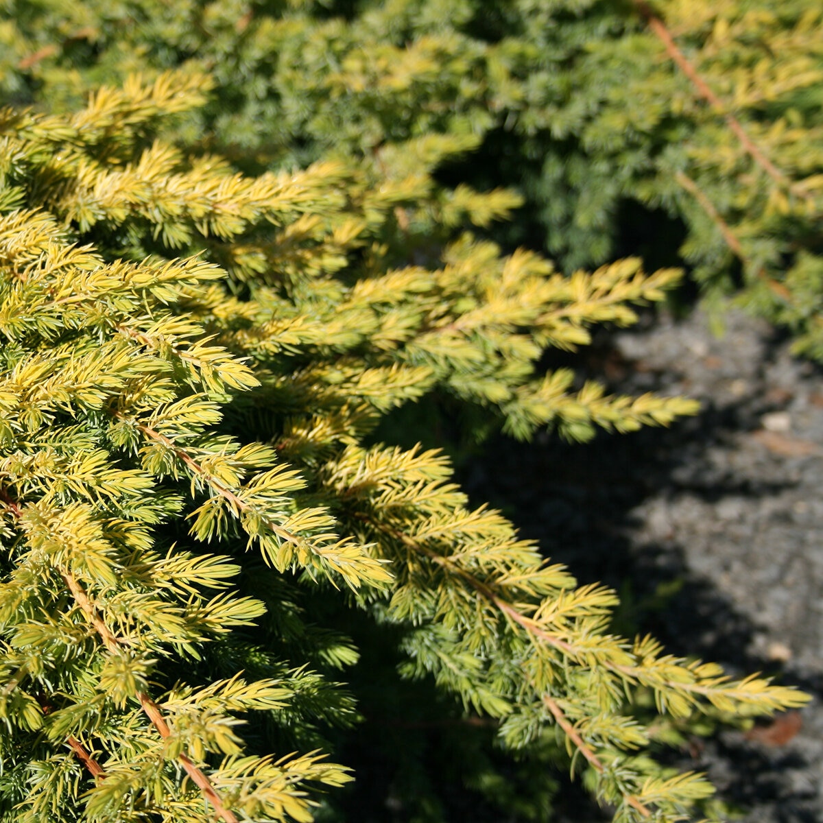 Juniperus Conferta Golden Pacific Shore Juniper | SiteOne US