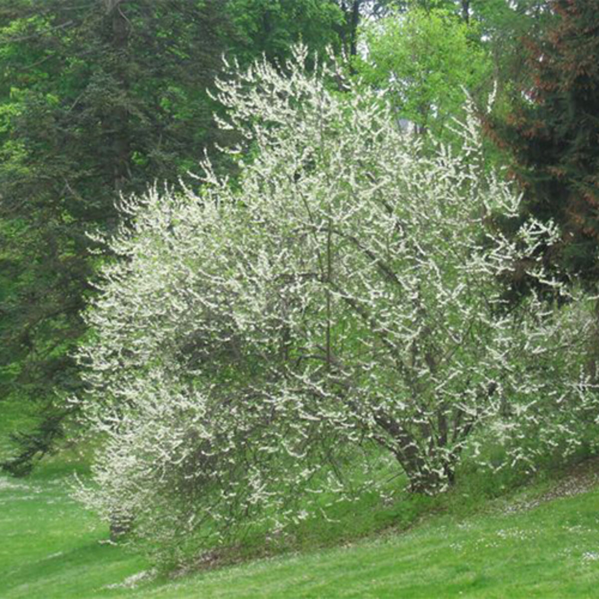 Halesia Carolina Silverbell | SiteOne US