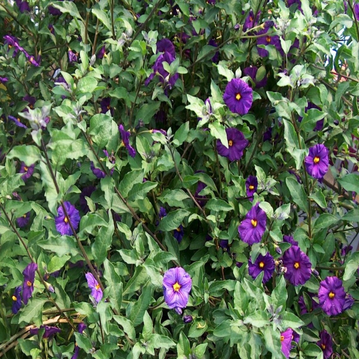 Solanum Rantonnetii Royal Robe Nightshade | SiteOne