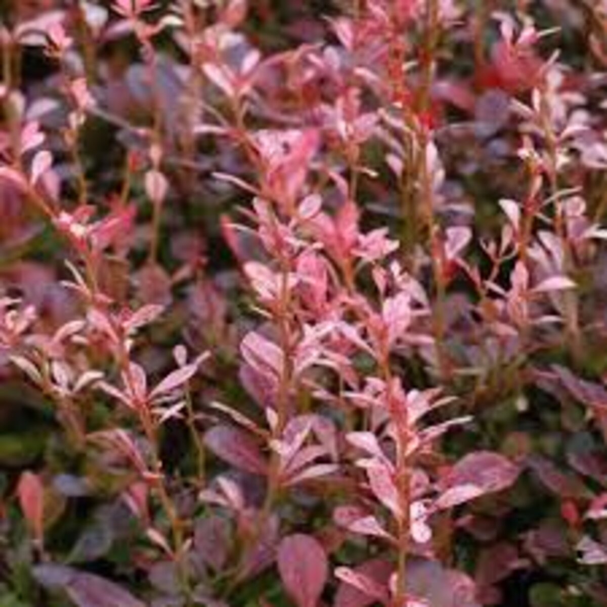 Berberis Thunbergii Rosy Rocket Barberry | SiteOne