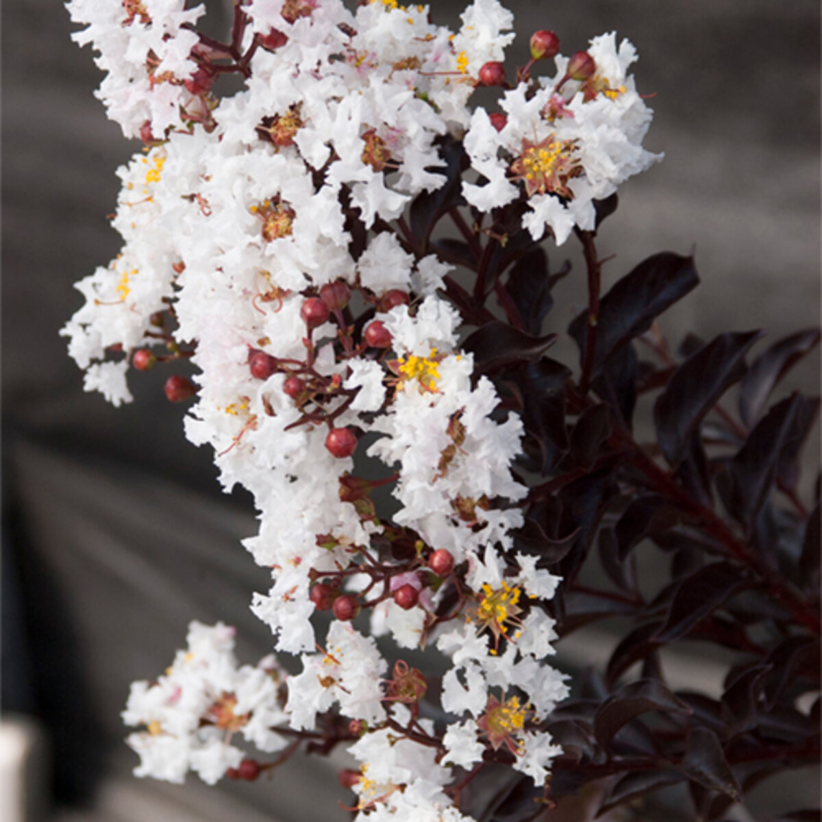Lagerstroemia Indica Moonlight Magic Crape Myrtle | SiteOne