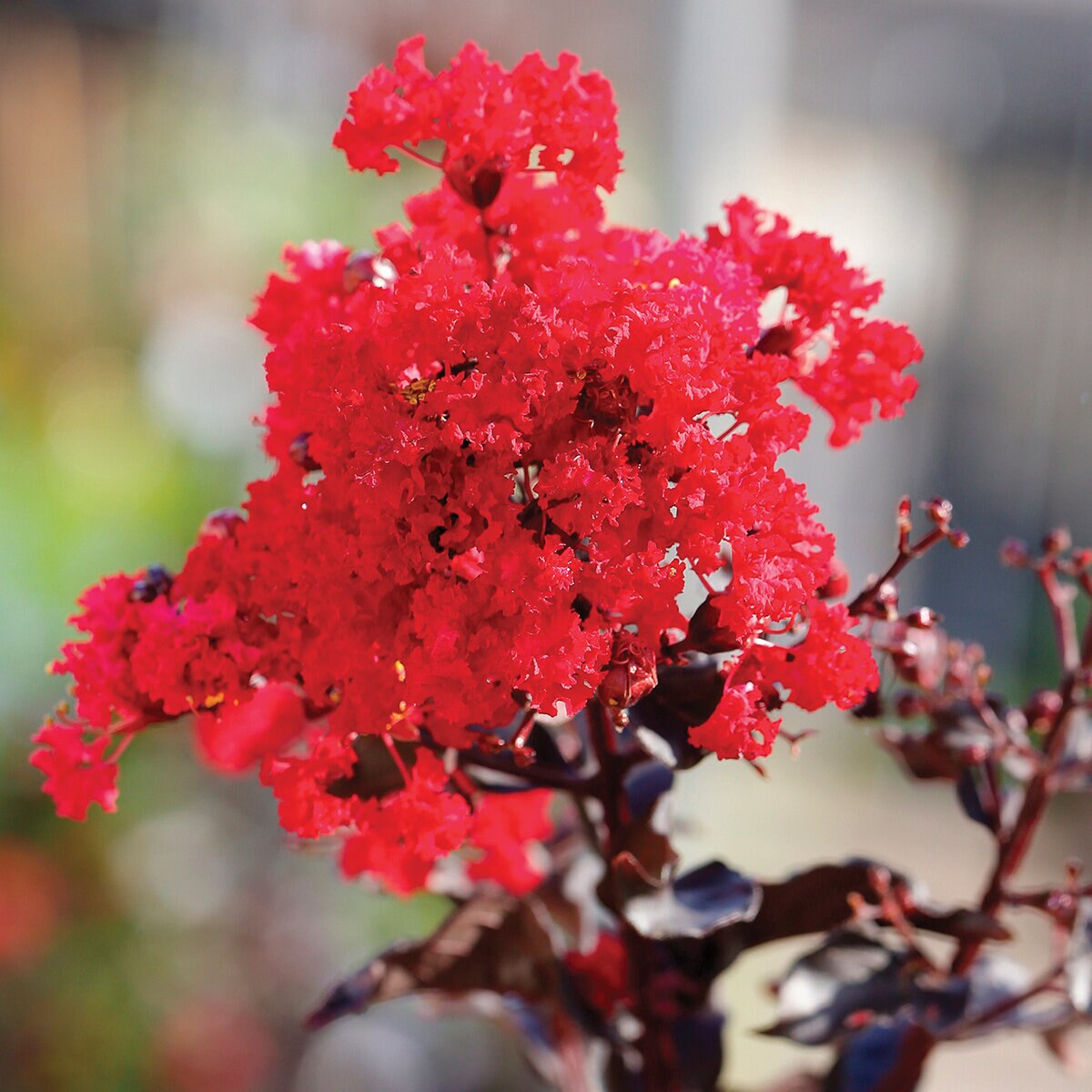 Lagerstroemia X Ebony Flame Crape Myrtle | SiteOne US