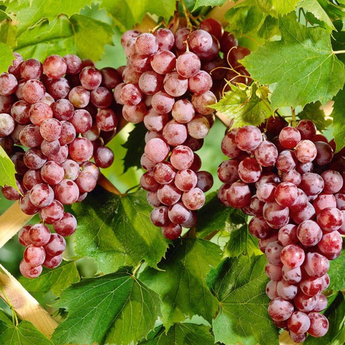 Vitis X Labrusca Canadice Grape | SiteOne