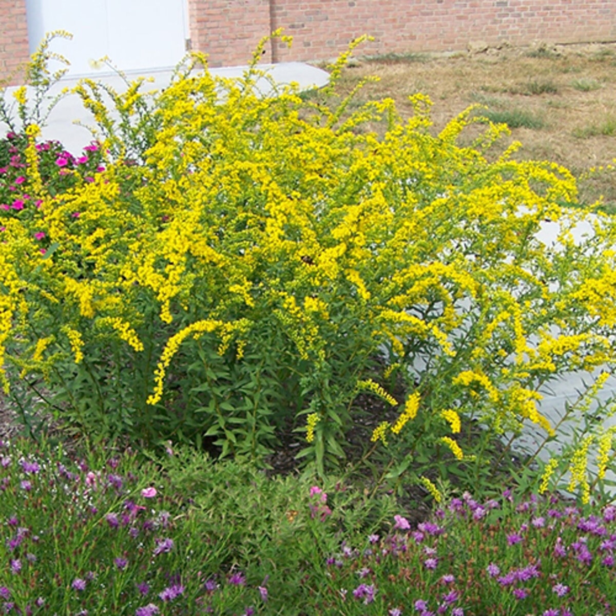 Solidago shortii Solar Cascade Short's Goldenrod | SiteOne US