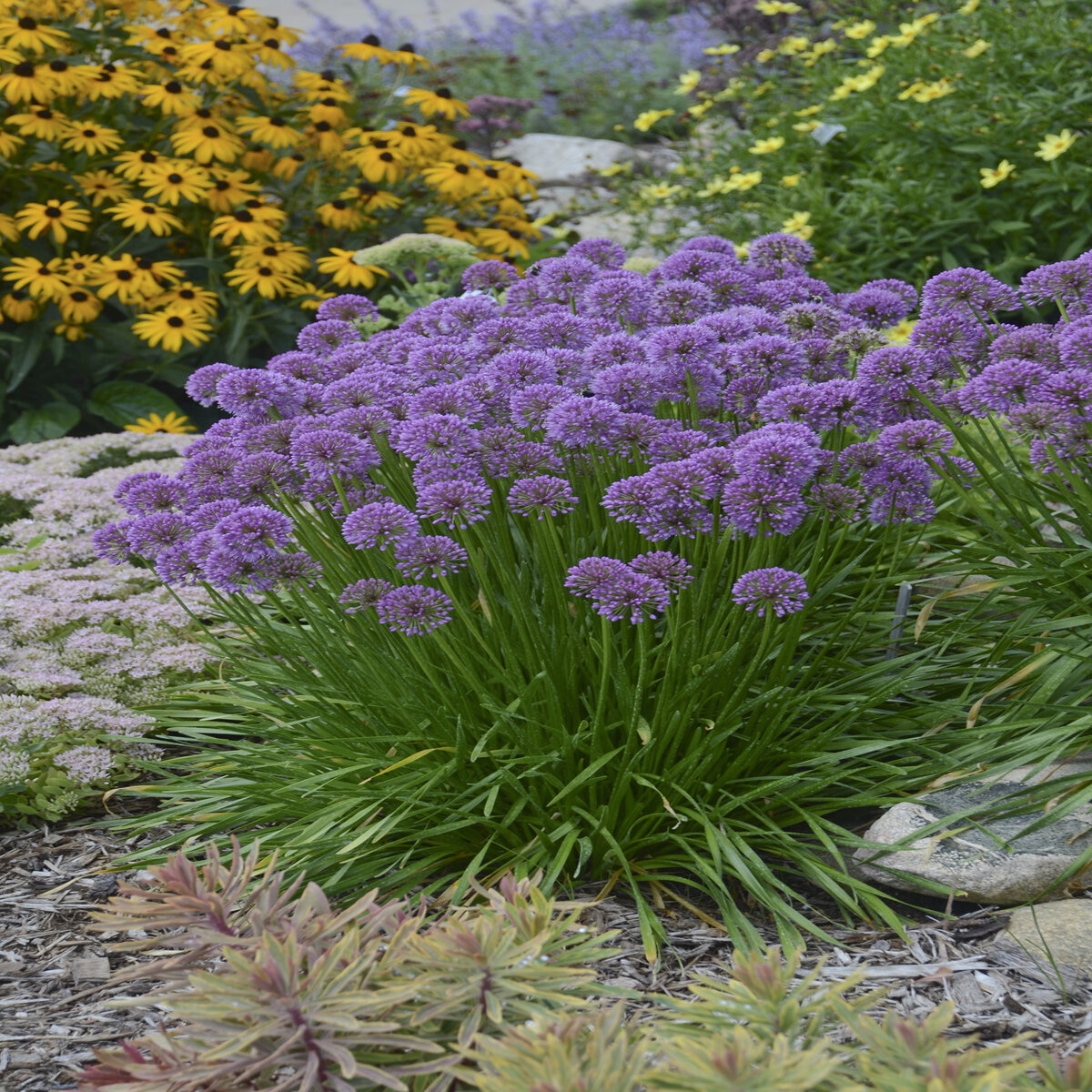 Allium hybrid Millenium Ornamental Onion | SiteOne US