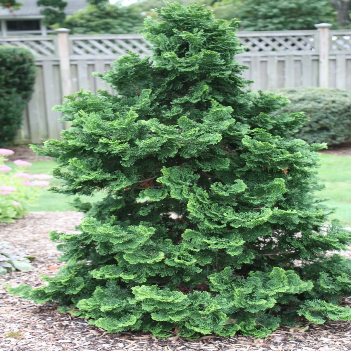 Chamaecyparis Obtusa Gracilis Compacta Dwarf Hinoki False Cypress ...
