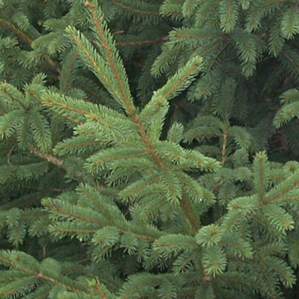 Picea laxa (glauca) Montrose Spire White Spruce | SiteOne US