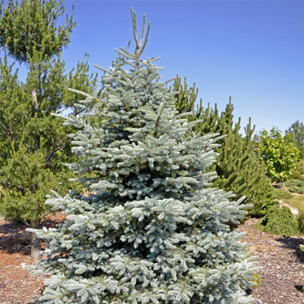 Picea pungens Baby Blue Blue Spruce | SiteOne US