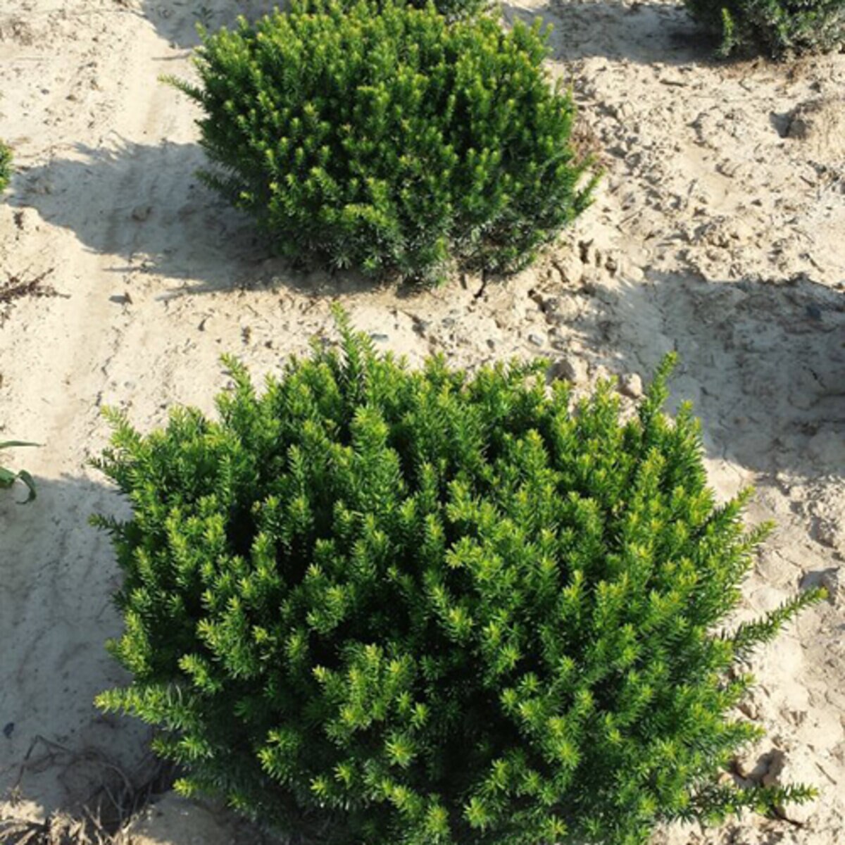 Taxus X Media Angelica Yew | SiteOne US