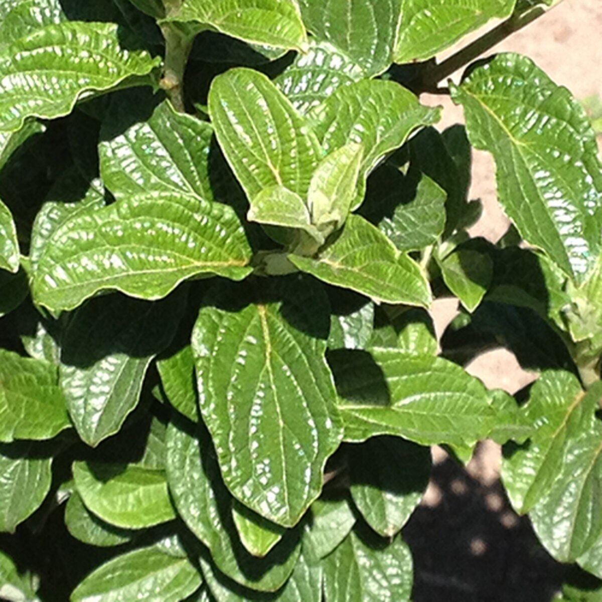 Cornus sericea Color Choice Neil Z Pucker Up Proven Winners Red Twig ...