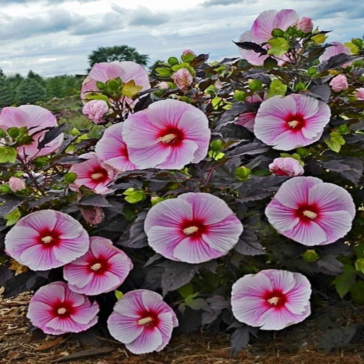 Hibiscus X Starry Starry Night Rose Mallow | SiteOne US