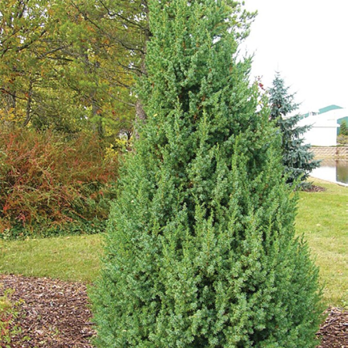 Juniperus X Star Power Juniper | SiteOne US