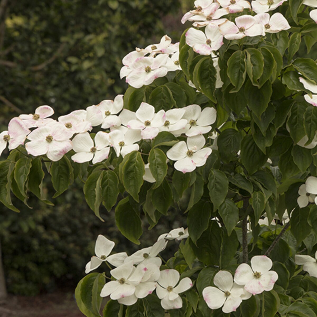 Cornus X Rutgersensis Hyperion Dogwood | SiteOne US