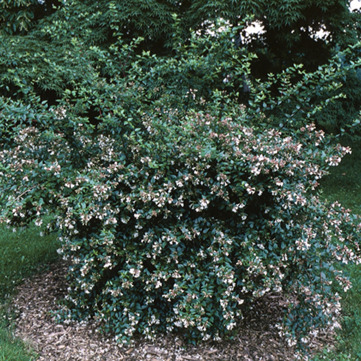 Abelia x grandiflora Glossy Abelia | SiteOne US