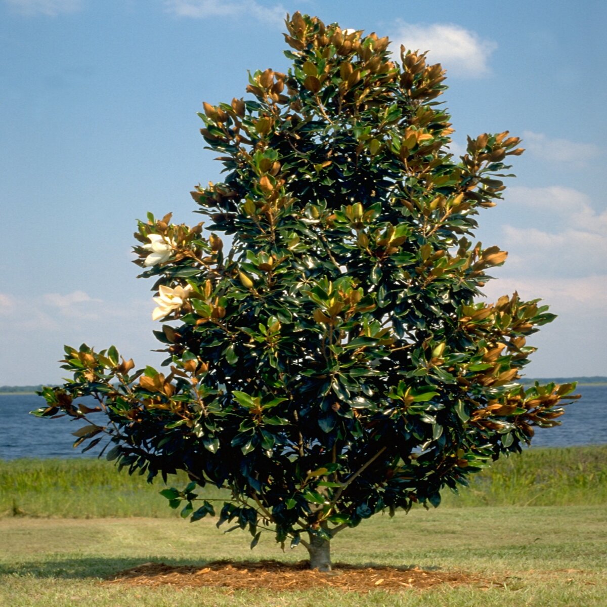 Magnolia Grandiflora Little Gem Southern Magnolia | SiteOne